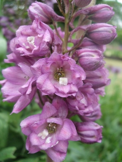 Delphinium 'Astolat'
