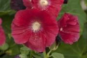 Alcea Hollyhock 'Mars Magic'